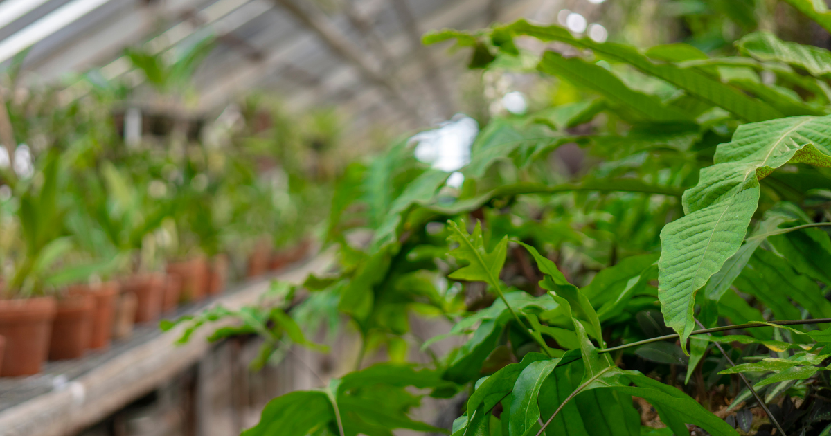 4 Innovative Ways Thermal Infrared Supports Ornamentals In Greenhouses